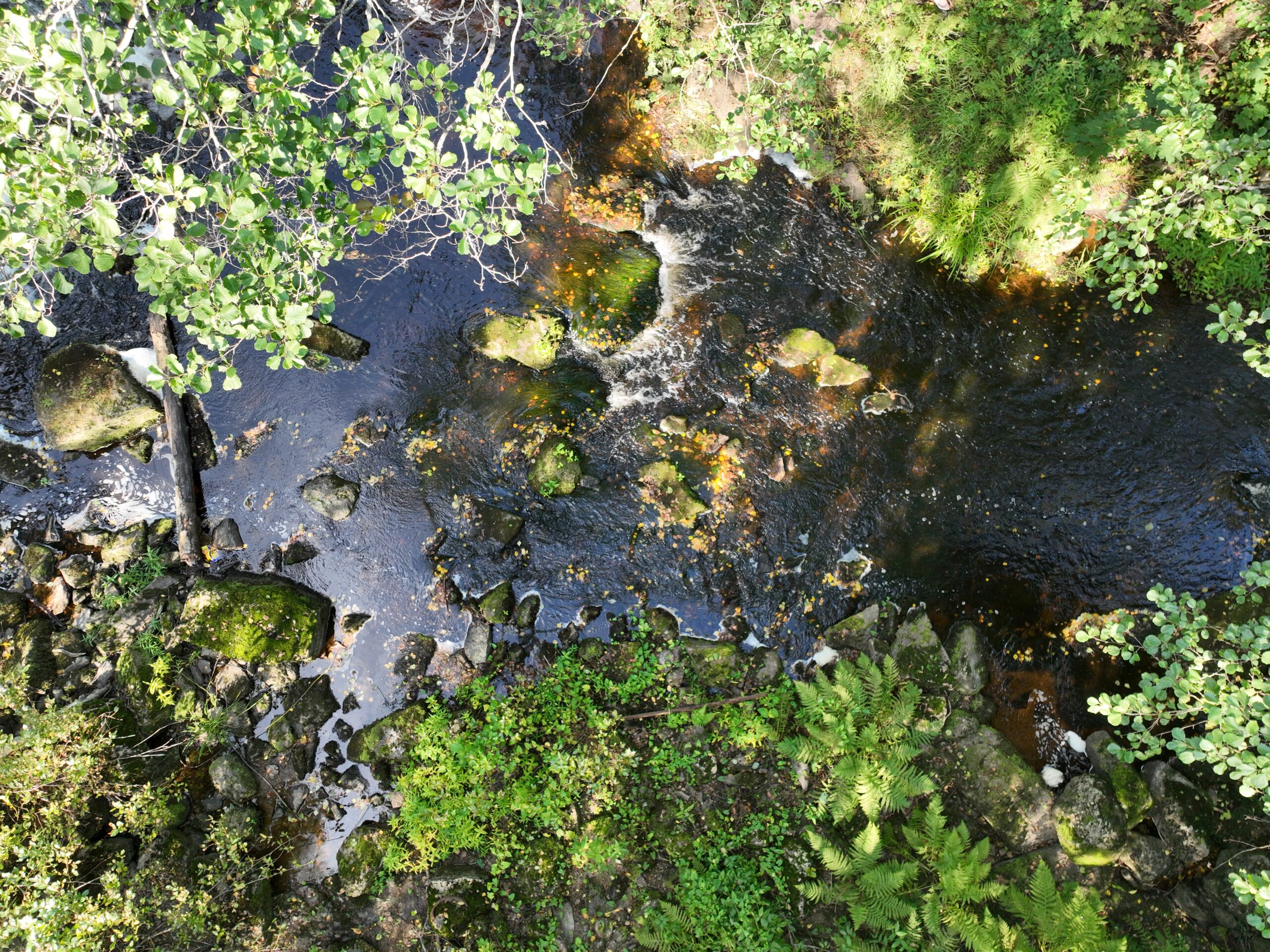 Vilajoen Pappilankoskea kunnostetaan taimenen kulkua ja kutua varten ...