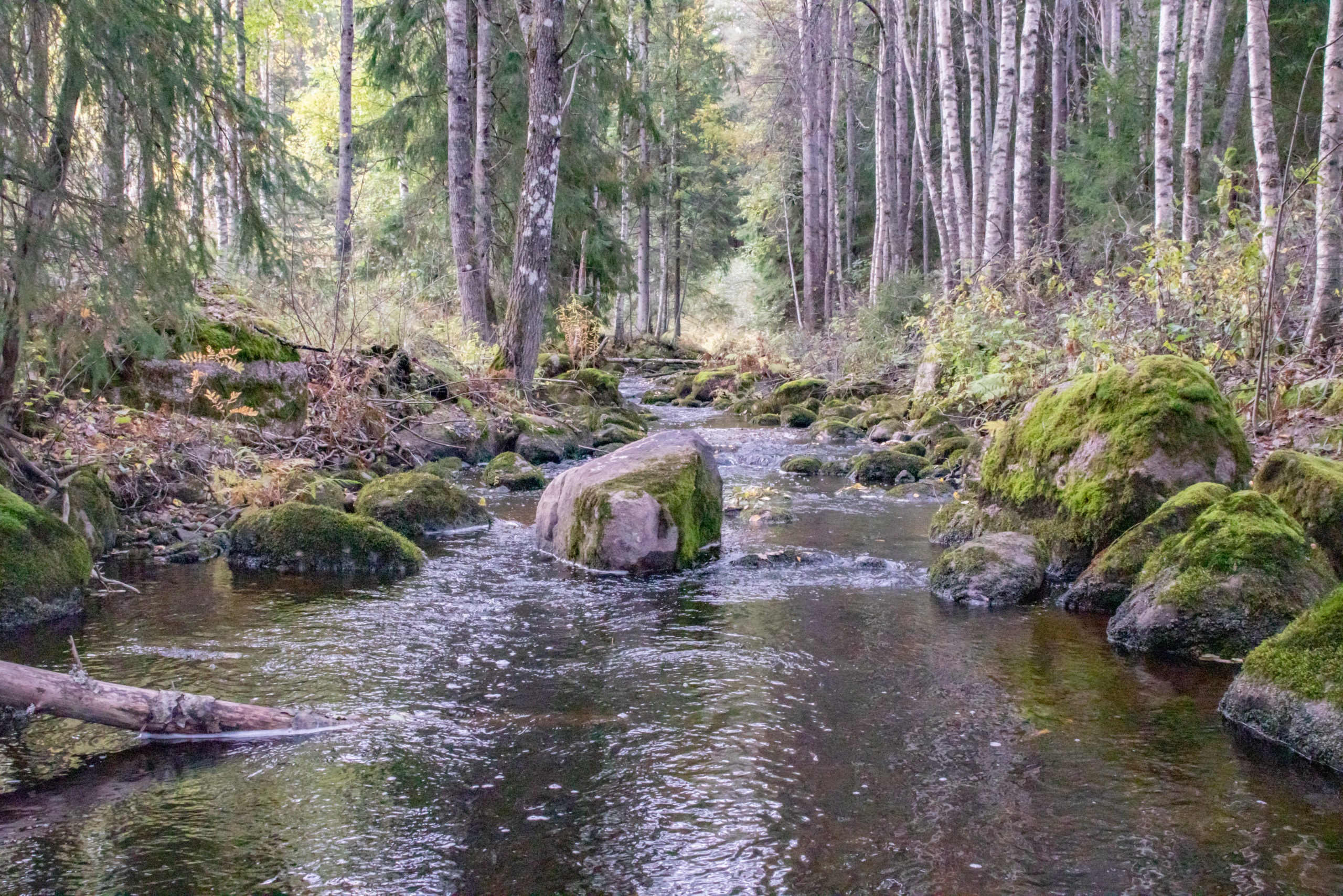 Tervajoki - Saimaan vesiensuojeluyhdistys ry